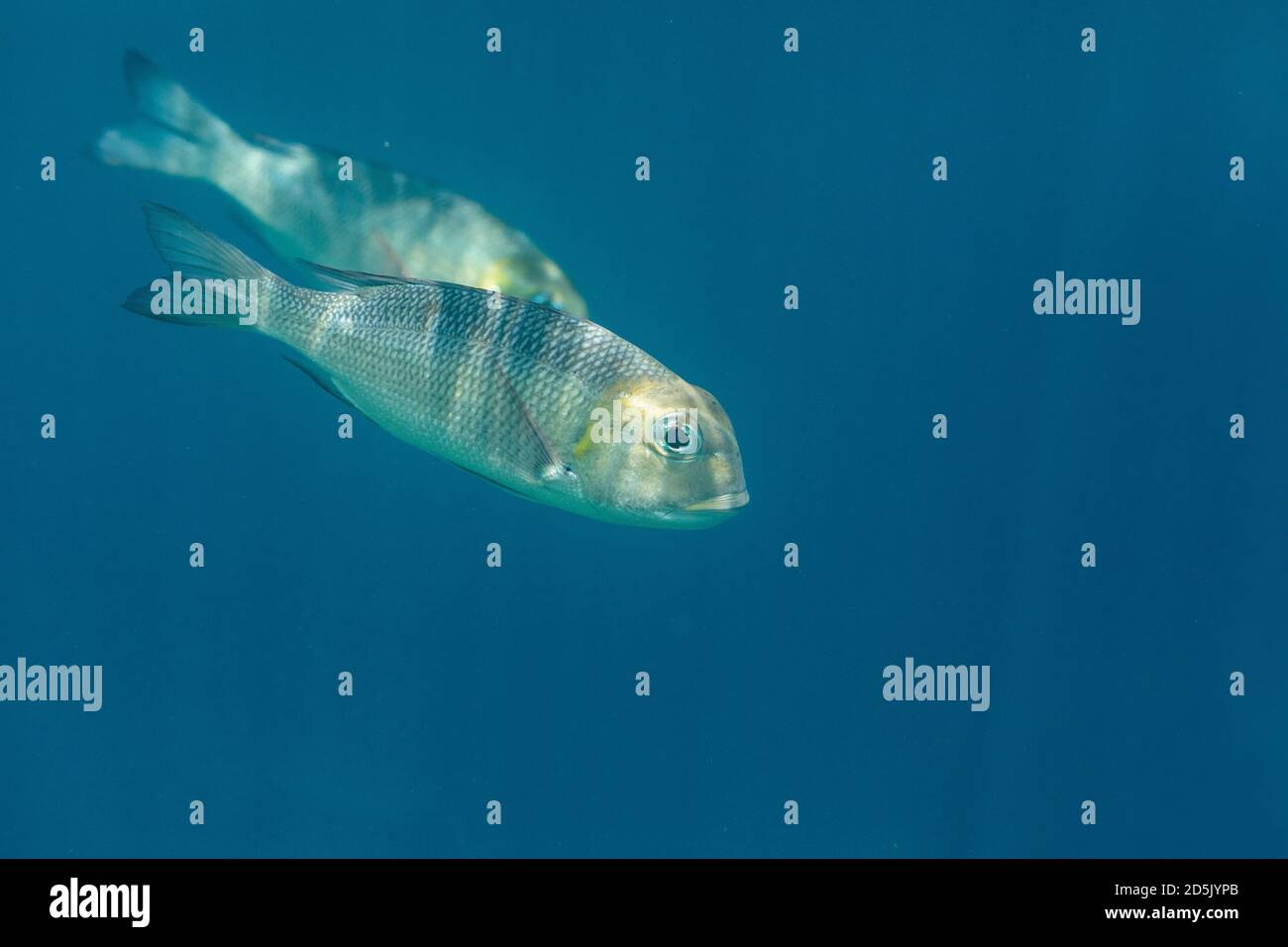 Large Eye Bream; Monotaxis grandoculis; Maldives Stock Photo - Alamy