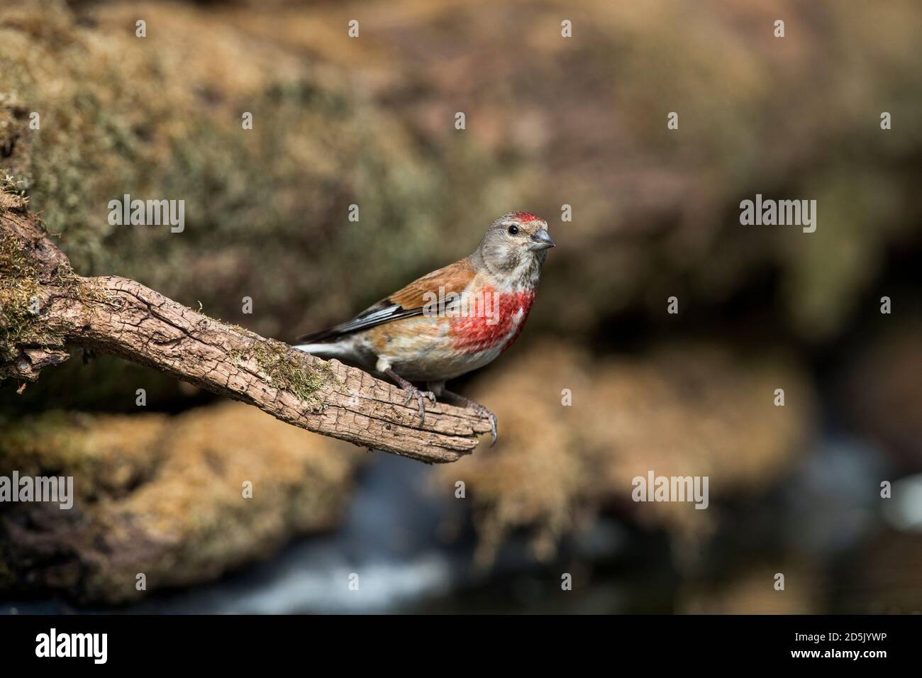Linnet; Linaria cannabina; Male; UK Stock Photo - Alamy