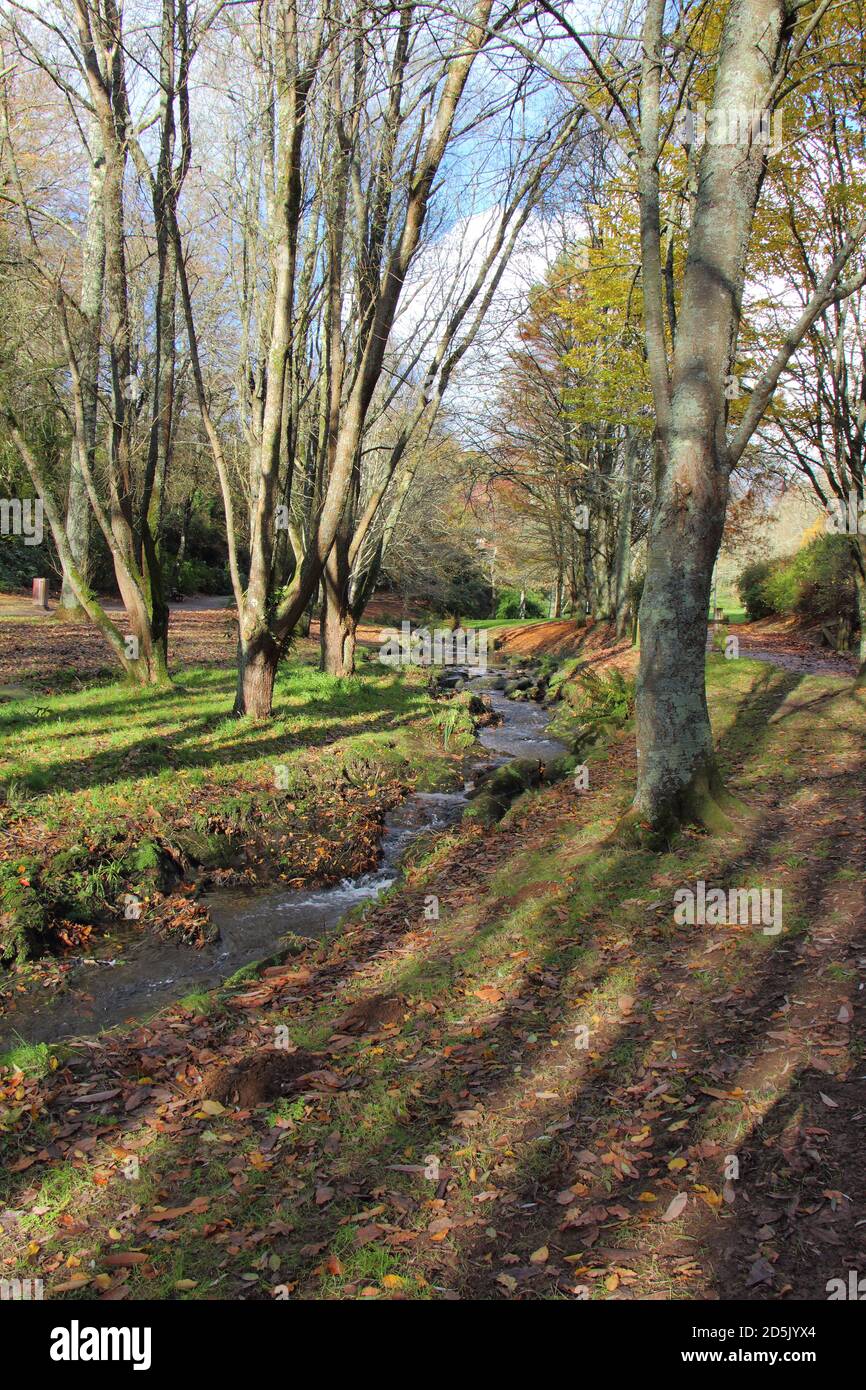 Stream and trees in a forest during autumn Stock Photo - Alamy