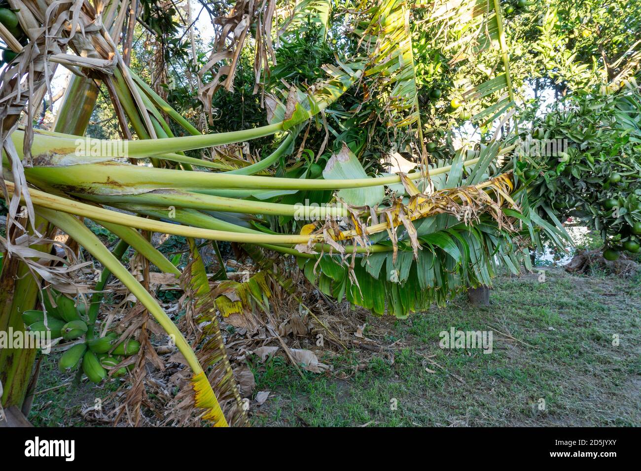 banana branches and bunch of bananas Stock Photo - Alamy