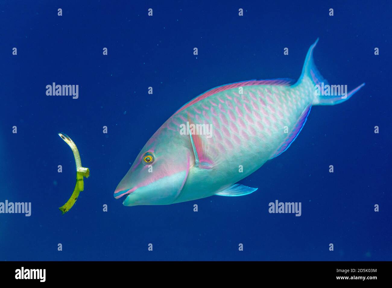 Longnose Parrotfish; Hipposcarus harid; Maldives Stock Photo - Alamy