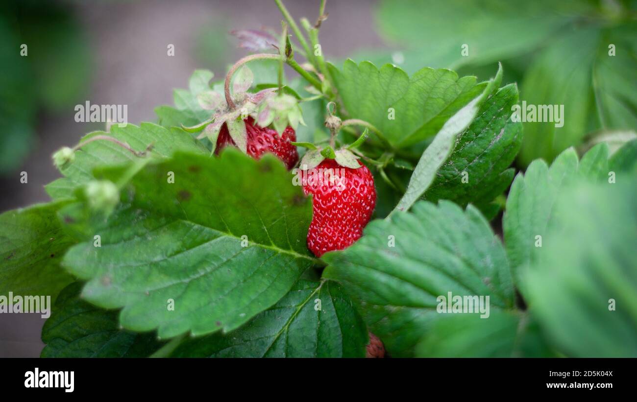 Strawberry plant. Strawberry bush. Strawberries in growth at garden ...