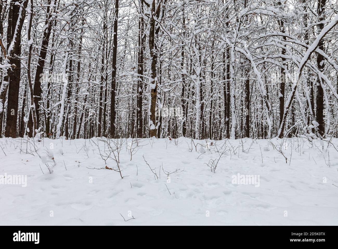 Winter forest. Trees under the snow. Nature. Landscape Stock Photo - Alamy