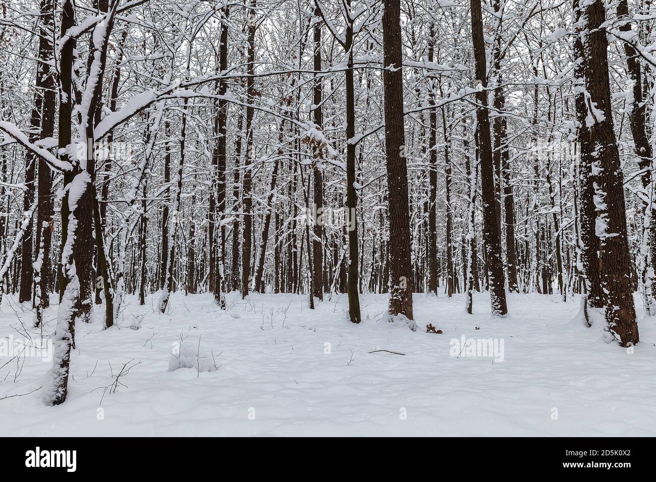 Winter forest. Trees under the snow. Nature. Landscape Stock Photo - Alamy
