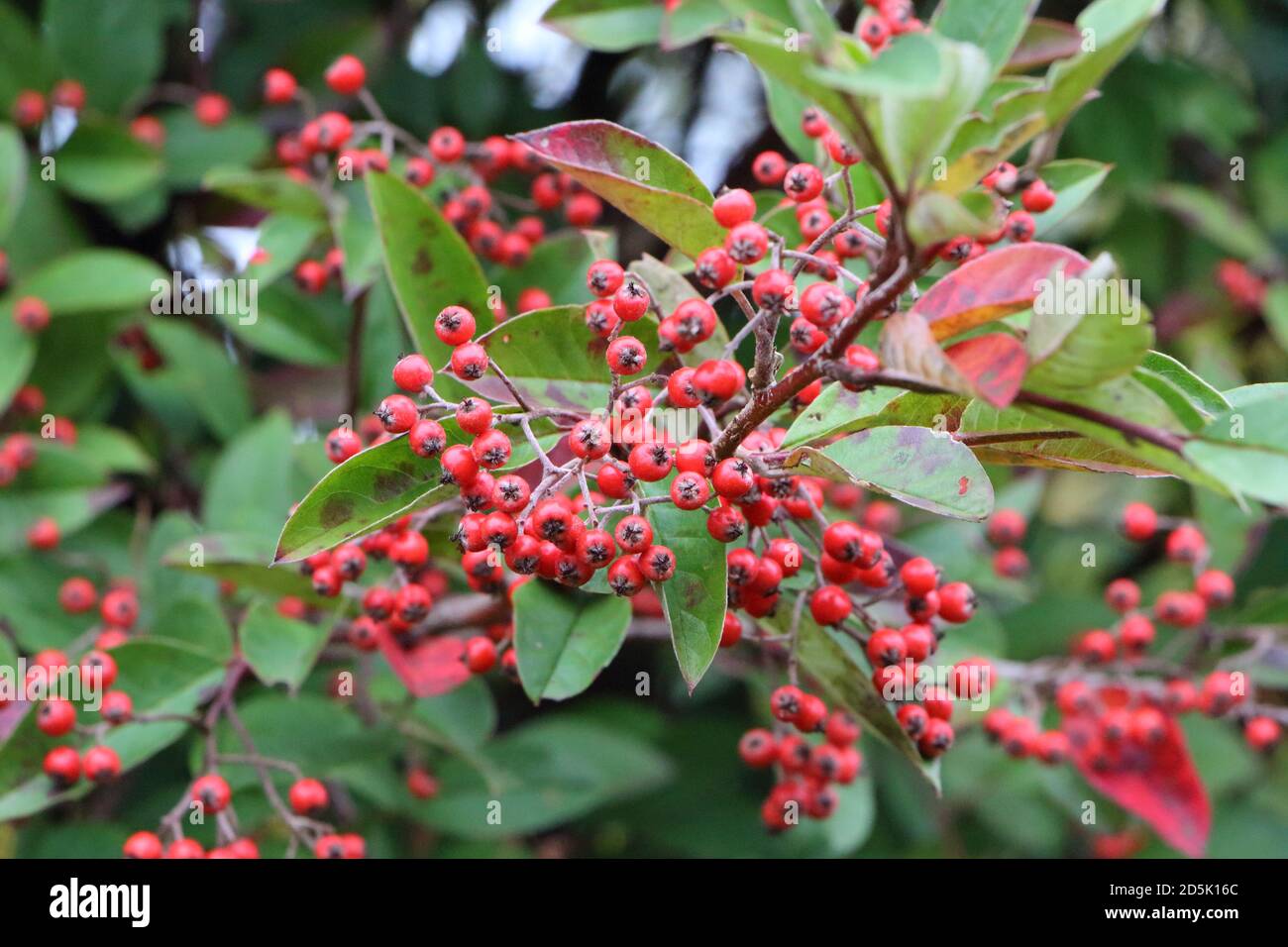 Firethorn bunch hi-res stock photography and images - Alamy