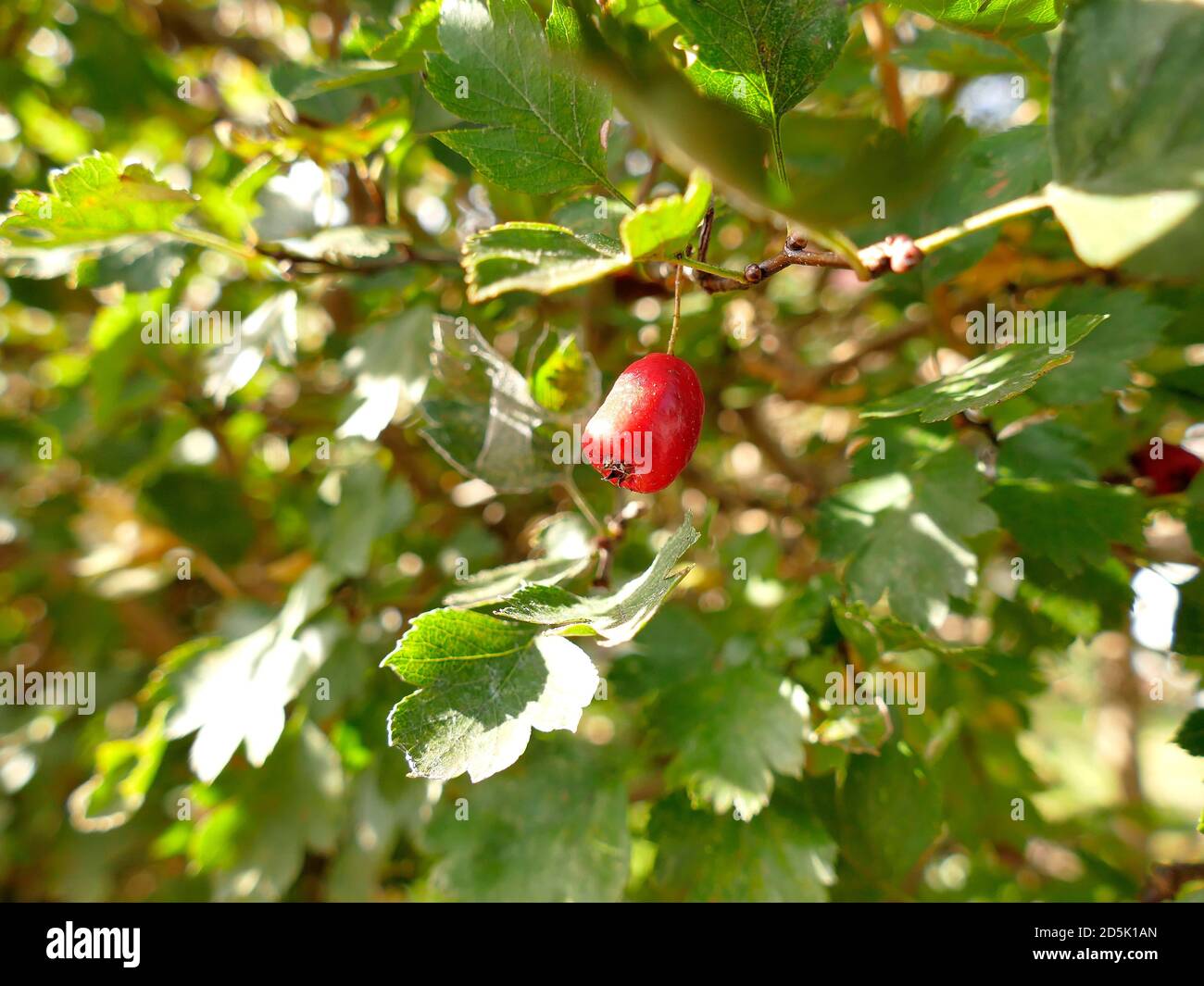 Fruit of the hawthorne tree hi-res stock photography and images - Alamy