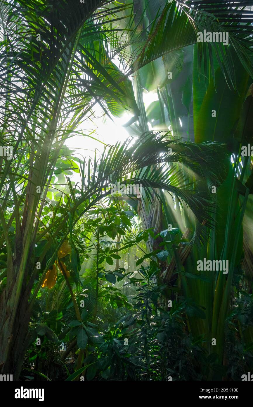 Light ray in a Jungle rainforest. Tropical background Stock Photo - Alamy