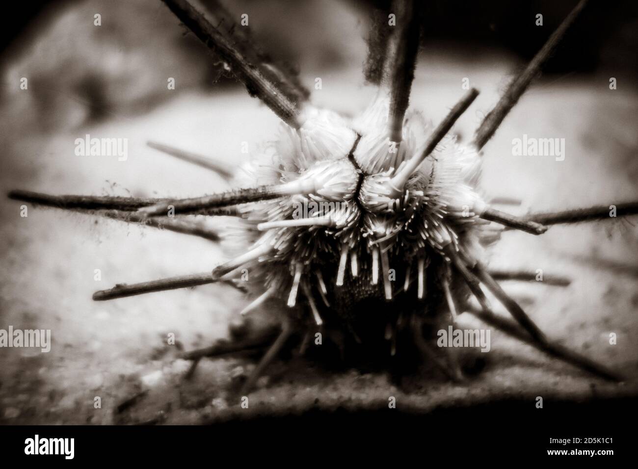 Sea urchin close-up view. Black and white photography Stock Photo - Alamy