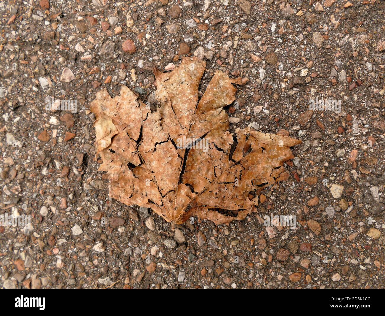 Maple leaf with holes hi-res stock photography and images - Alamy