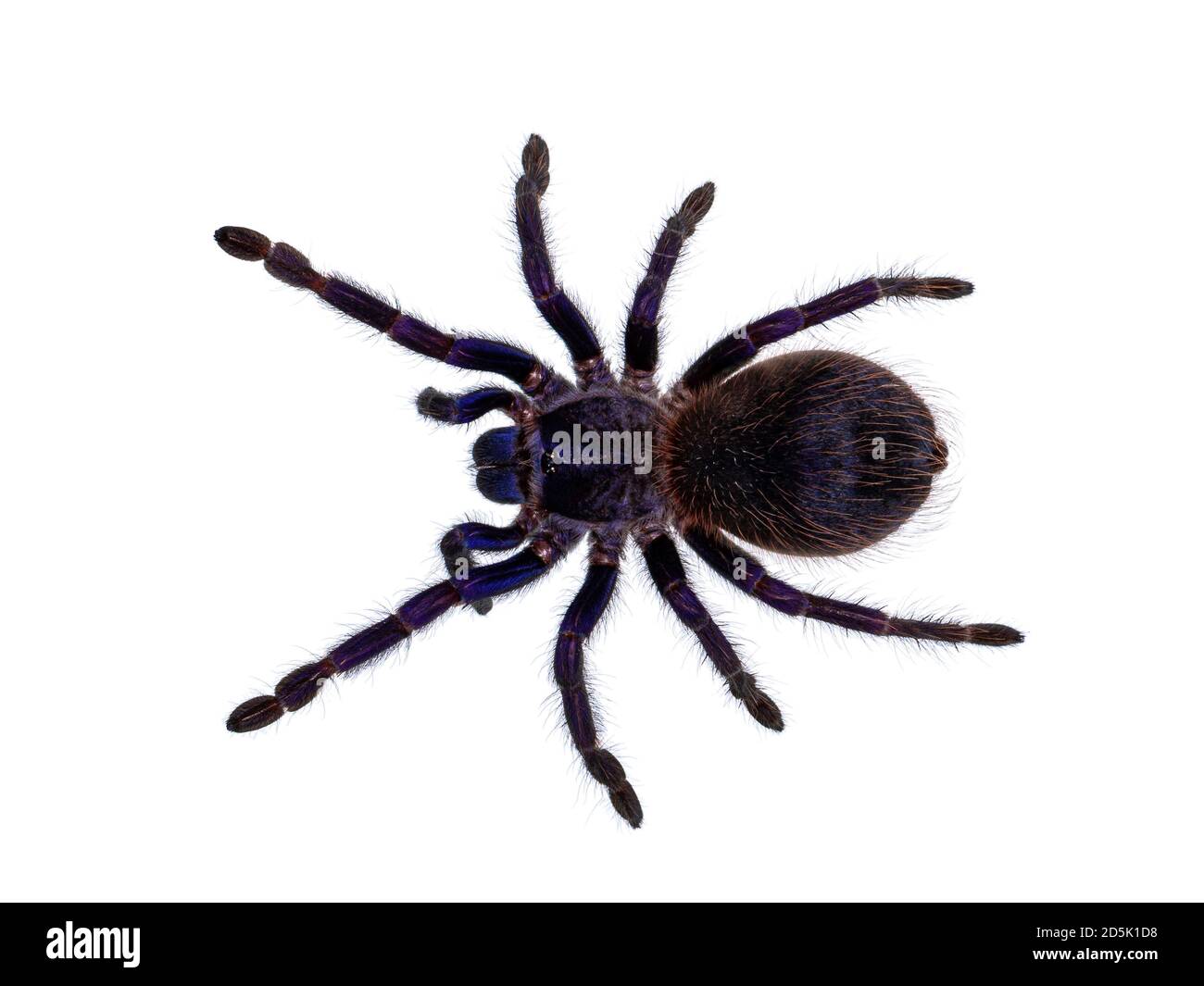 Top view of Brazilian blue tarantula aka Pterinopelma sazimai spider ...