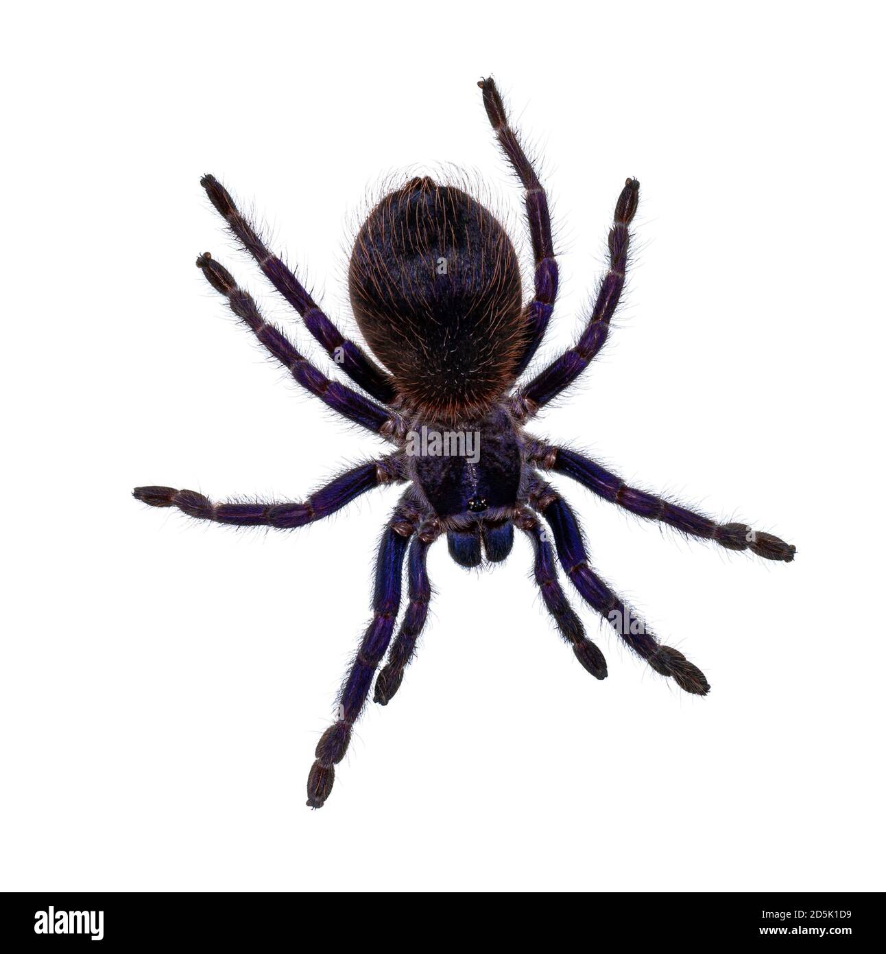 Top view of Brazilian blue tarantula aka Pterinopelma sazimai spider ...