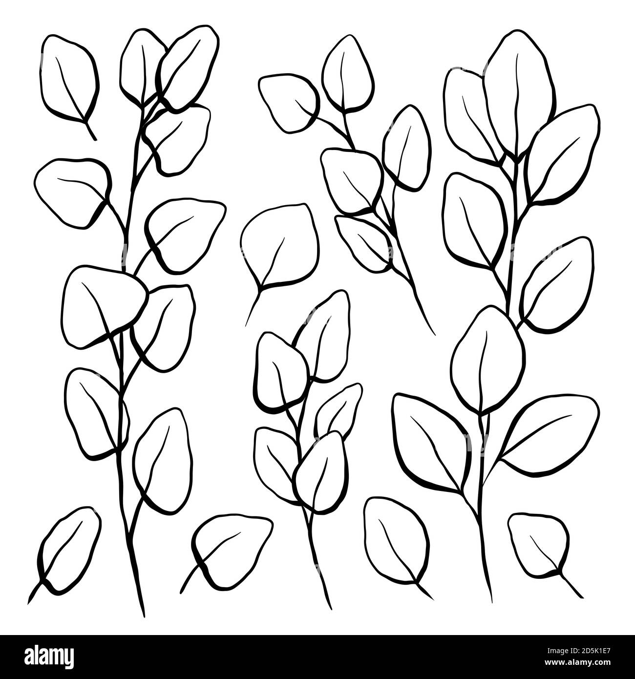 Botanical line illustration of eucalyptus populus. Set of outline ...