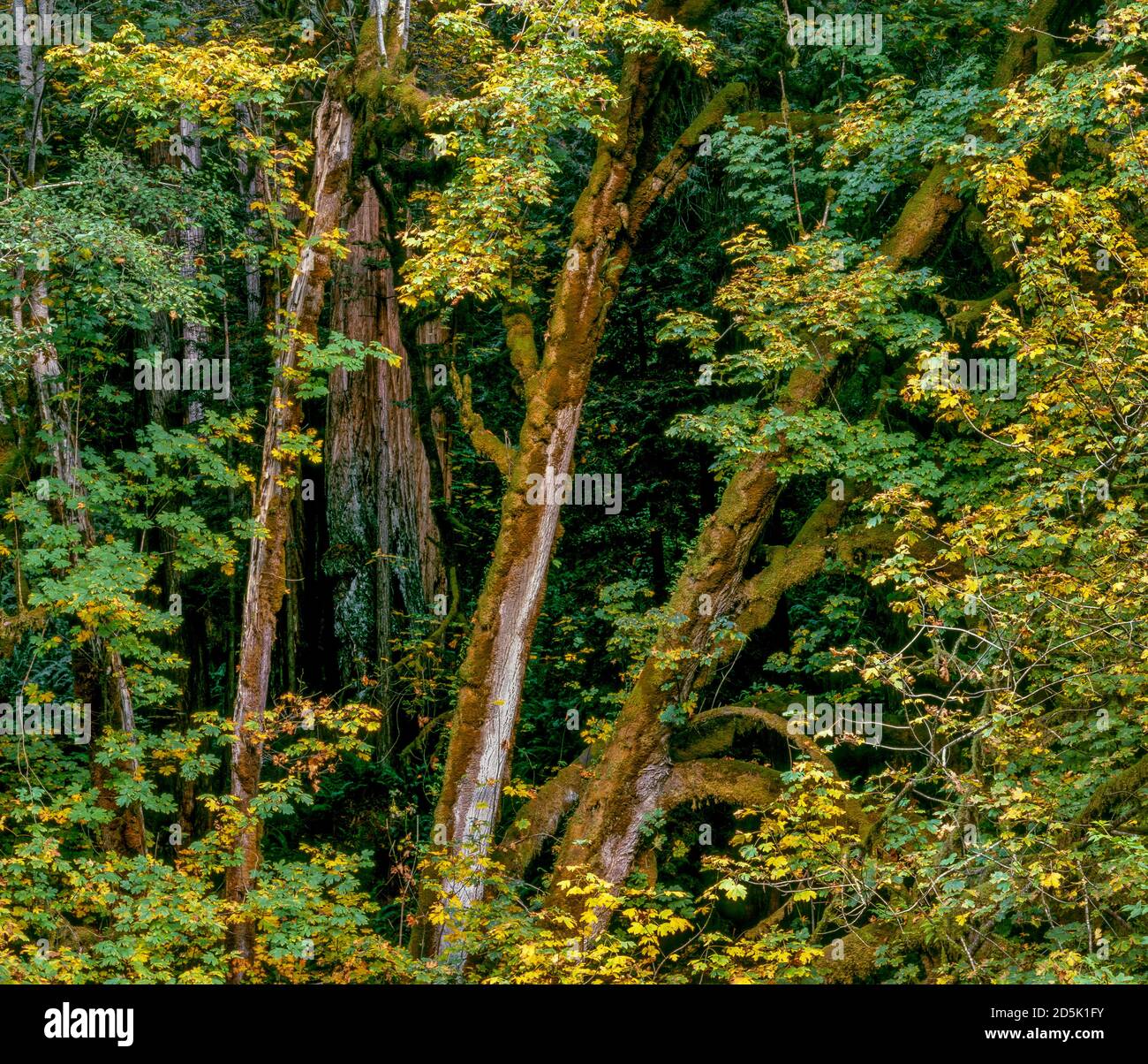 Large Leaf Maple, Redwood Creek, Redwood National and State Parks ...