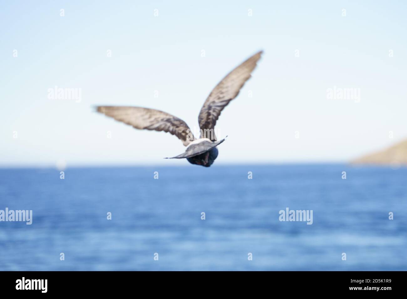 Pigeon flying above sea hi-res stock photography and images - Alamy