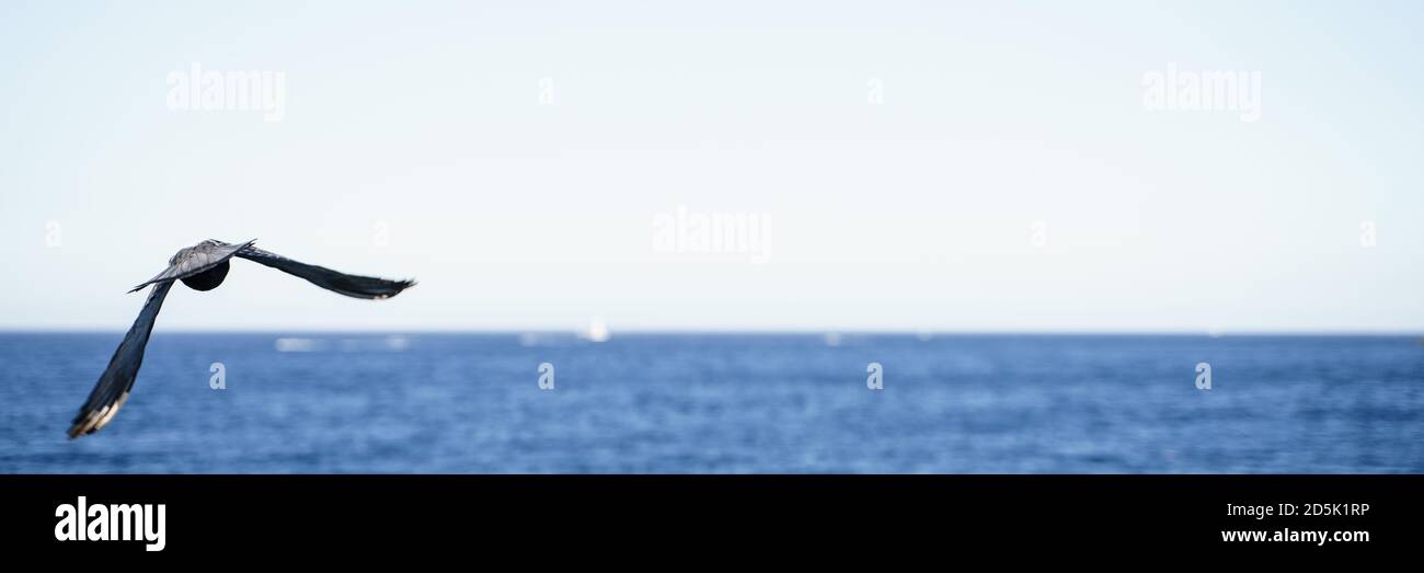 Panoramic photo of a dove flying above the sea. Nature concept Stock ...