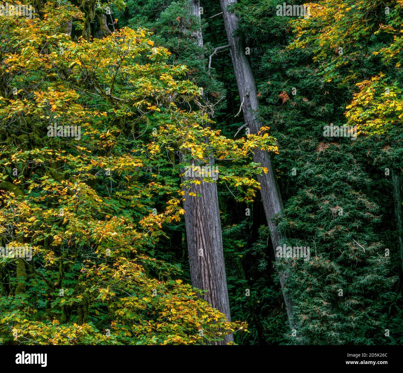 Large Leaf Maple, Redwood Creek, Redwood National Park, California ...