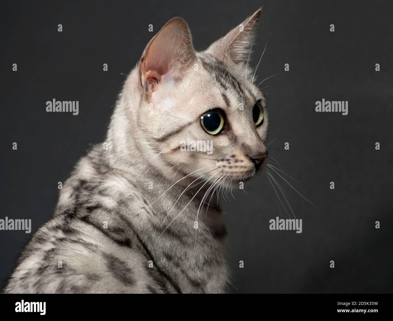 Close up profile portrait of a pretty silver bengal cat Stock Photo - Alamy