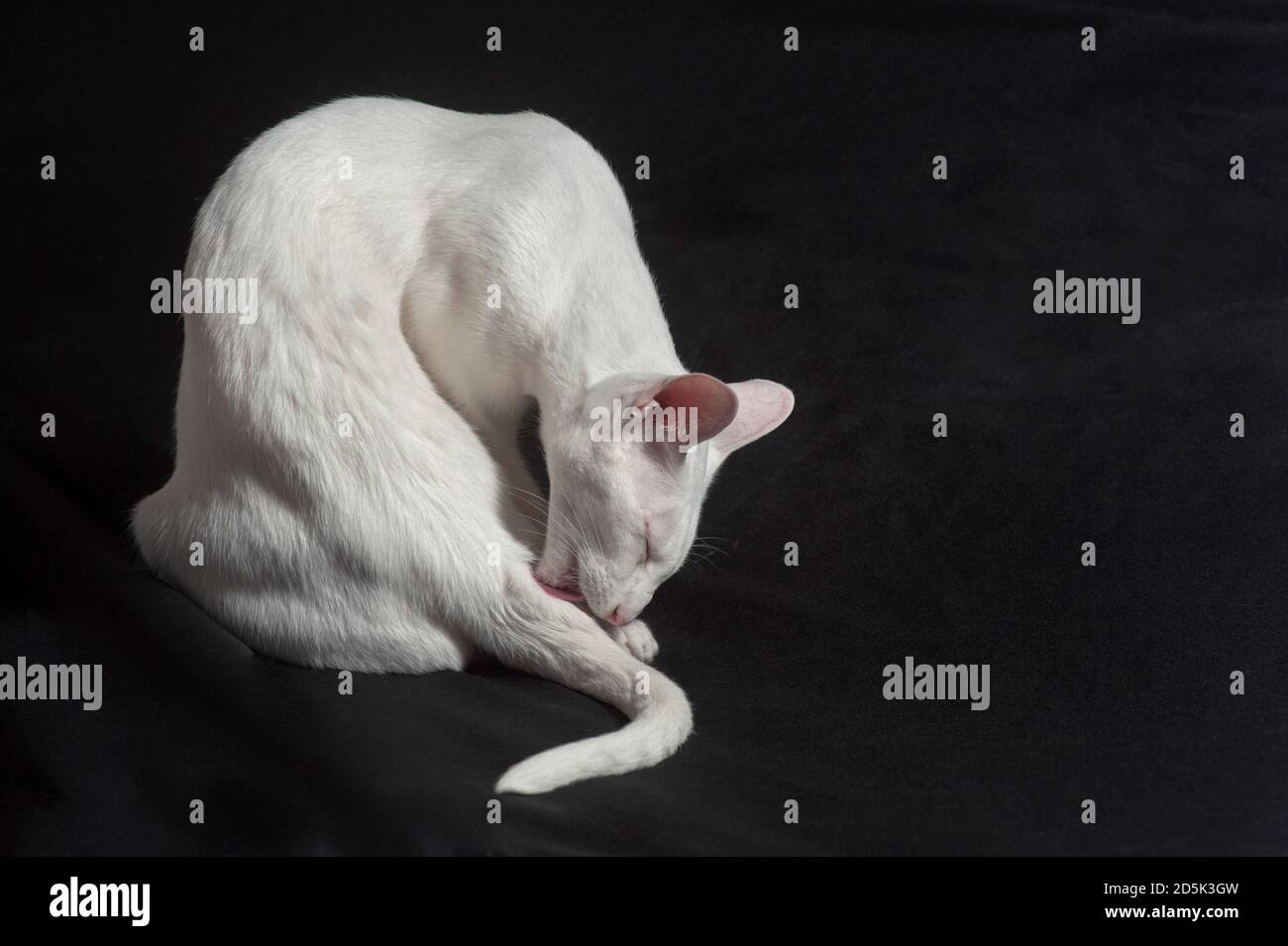 Oriental shorthair cat hi-res stock photography and images - Alamy