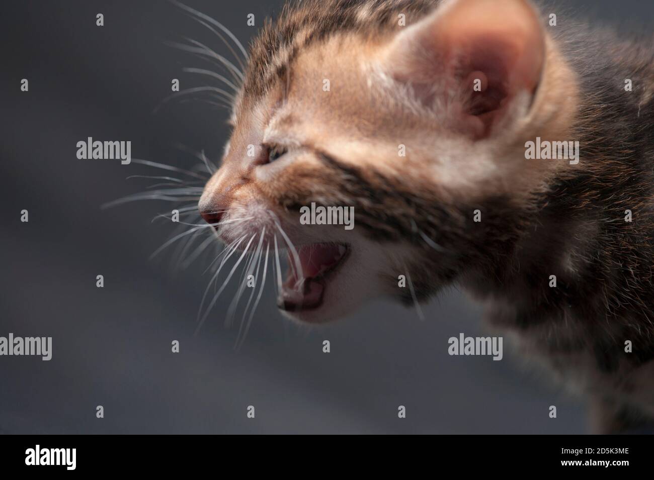 Bengal cat open mouth tongue hi-res stock photography and images - Alamy