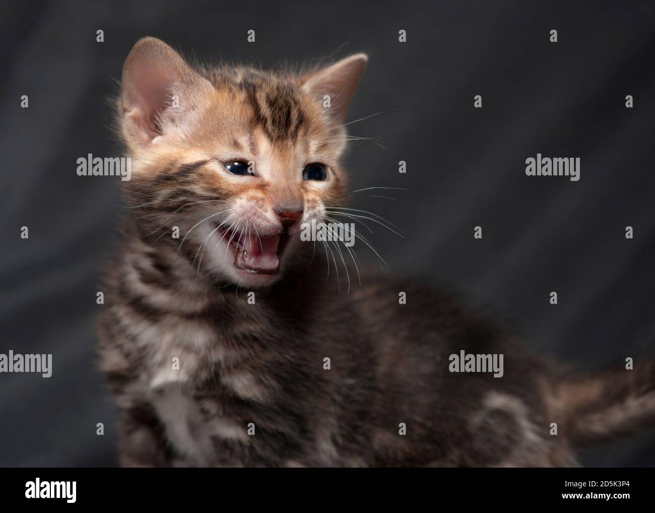 Meowing hi-res stock photography and images - Alamy