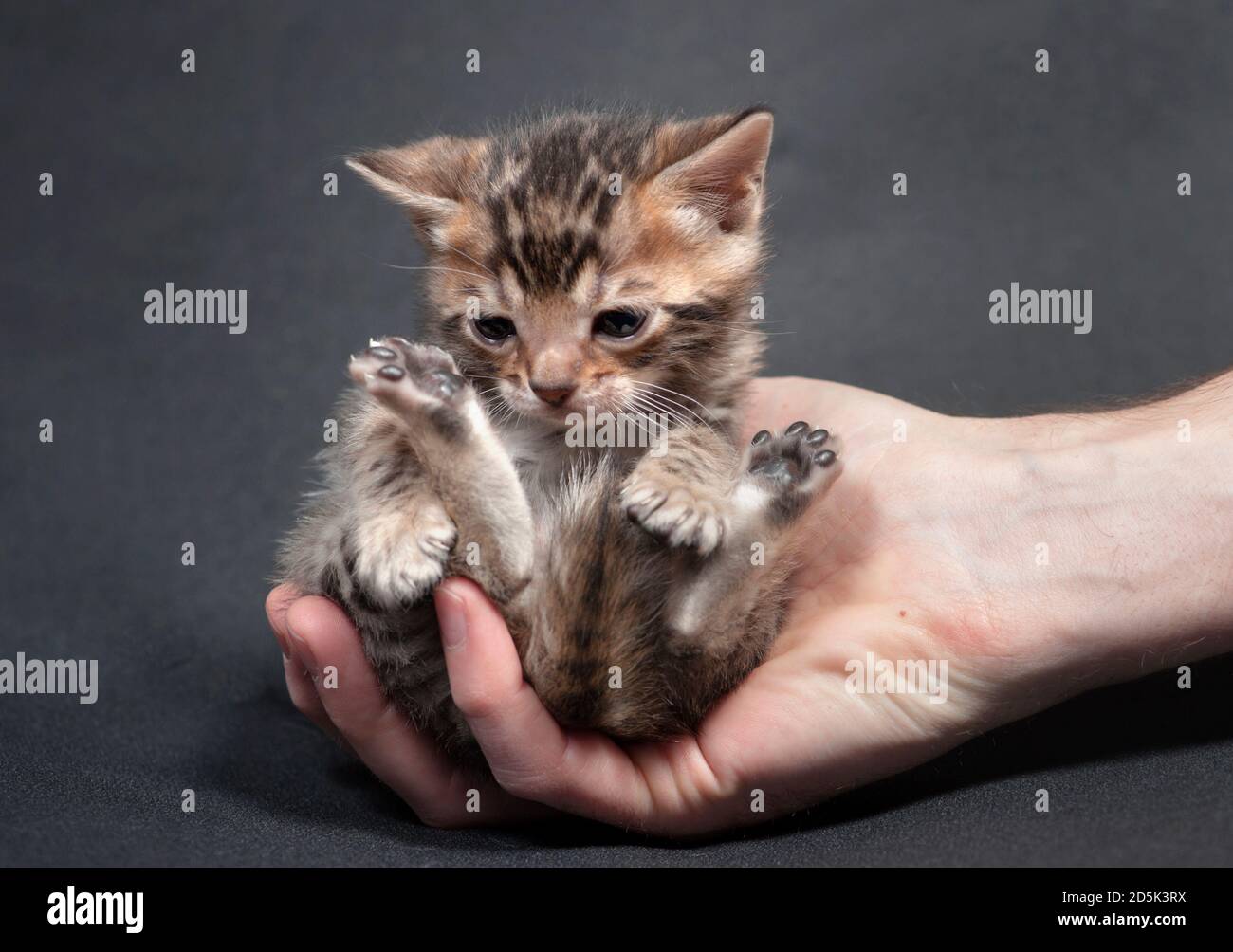 Kitten held hi-res stock photography and images - Alamy