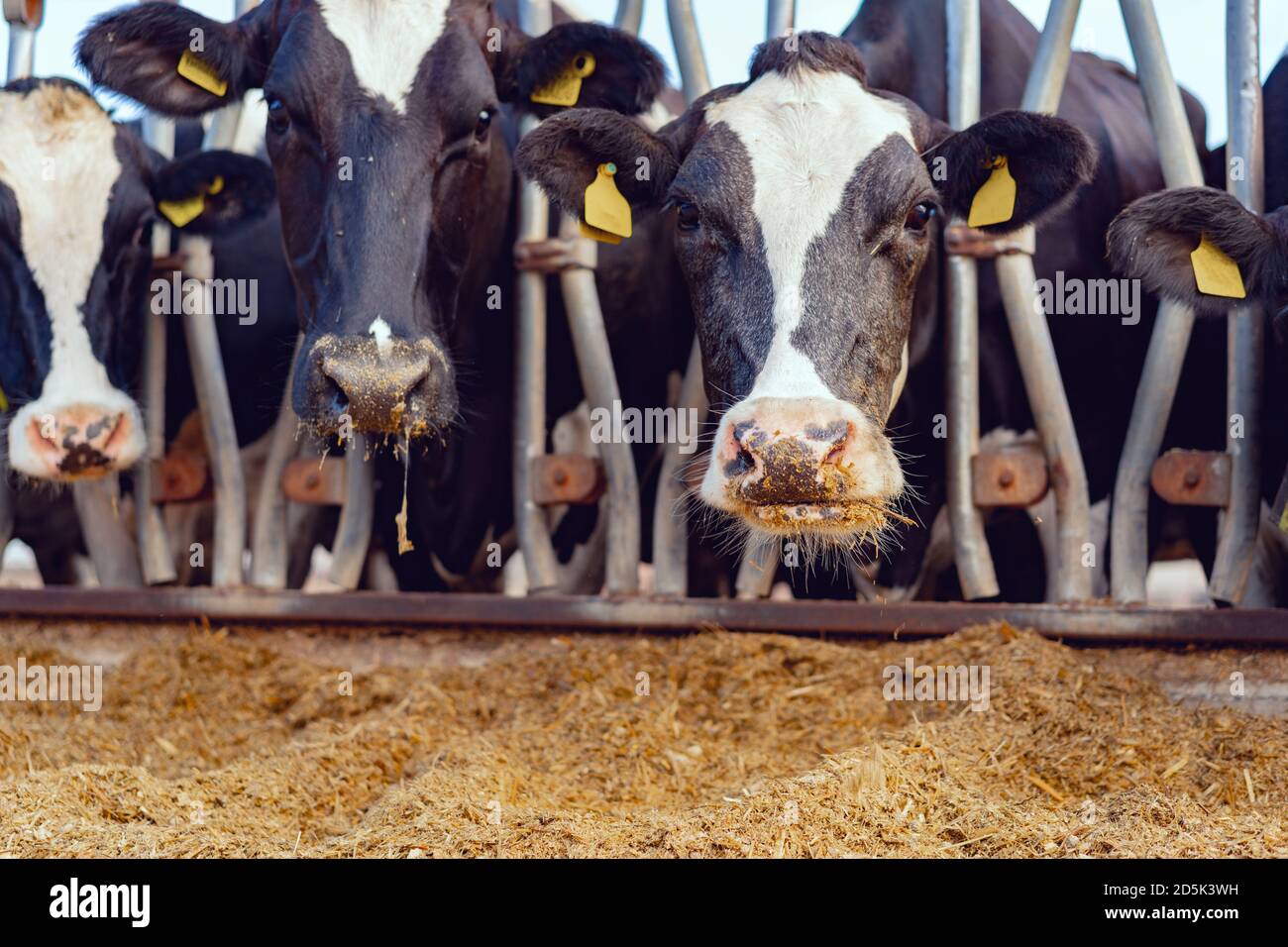 Milking cows eating hay in an outdoor cowshed Stock Photo - Alamy