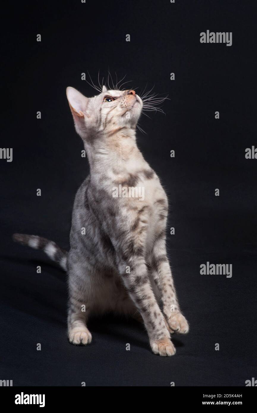 Silver spotted shorthair cat hi-res stock photography and images - Alamy