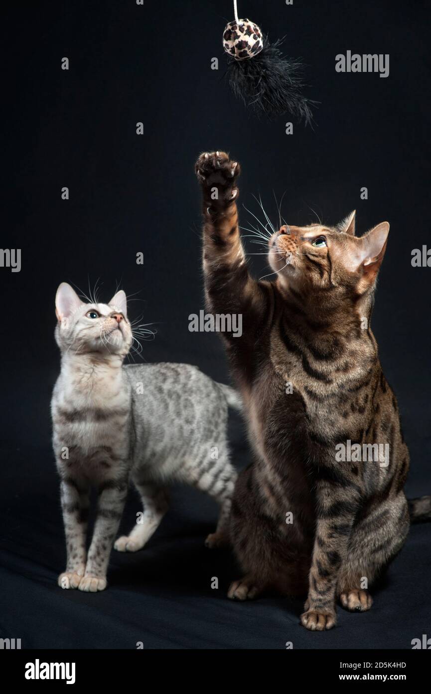 Cute photo of two bengal cats playing Stock Photo - Alamy
