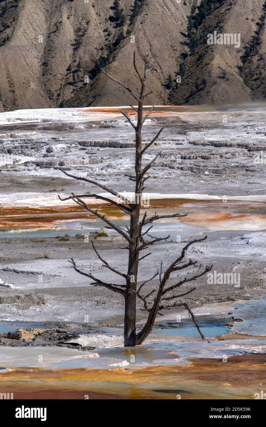 Geothermal Area at Mammoth Hot Springs, Yellowstone National Park ...
