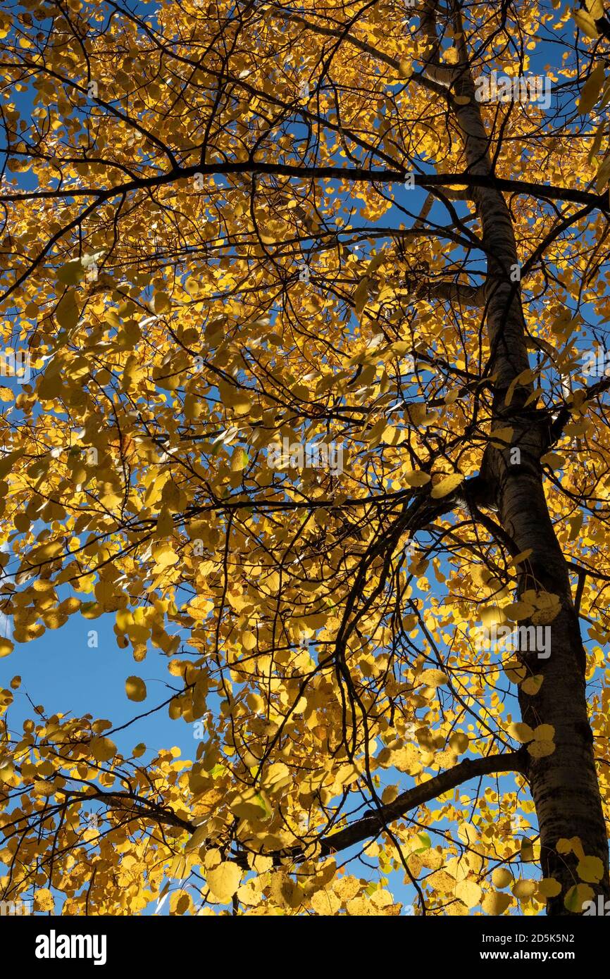 colourful aspen leaves in autumn Stock Photo - Alamy
