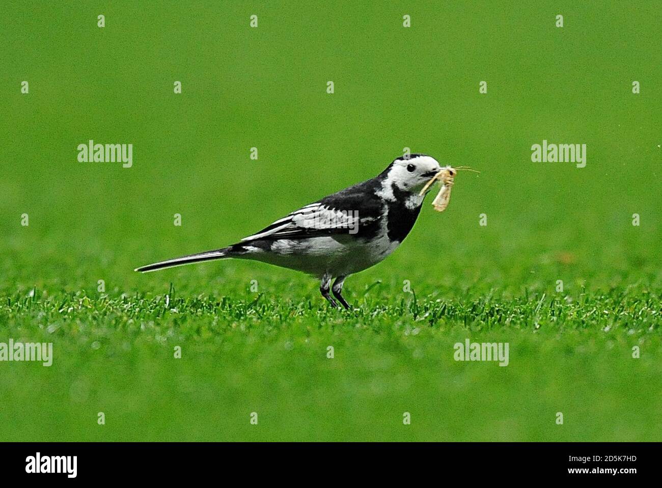 Pitch moth hi-res stock photography and images - Alamy