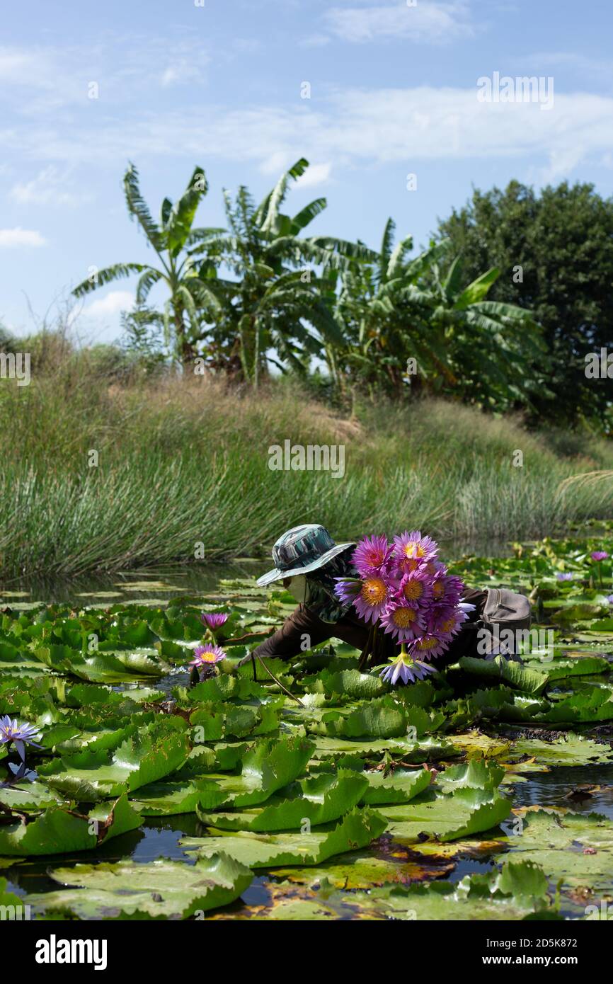 Picking lotus flowers hi-res stock photography and images - Alamy