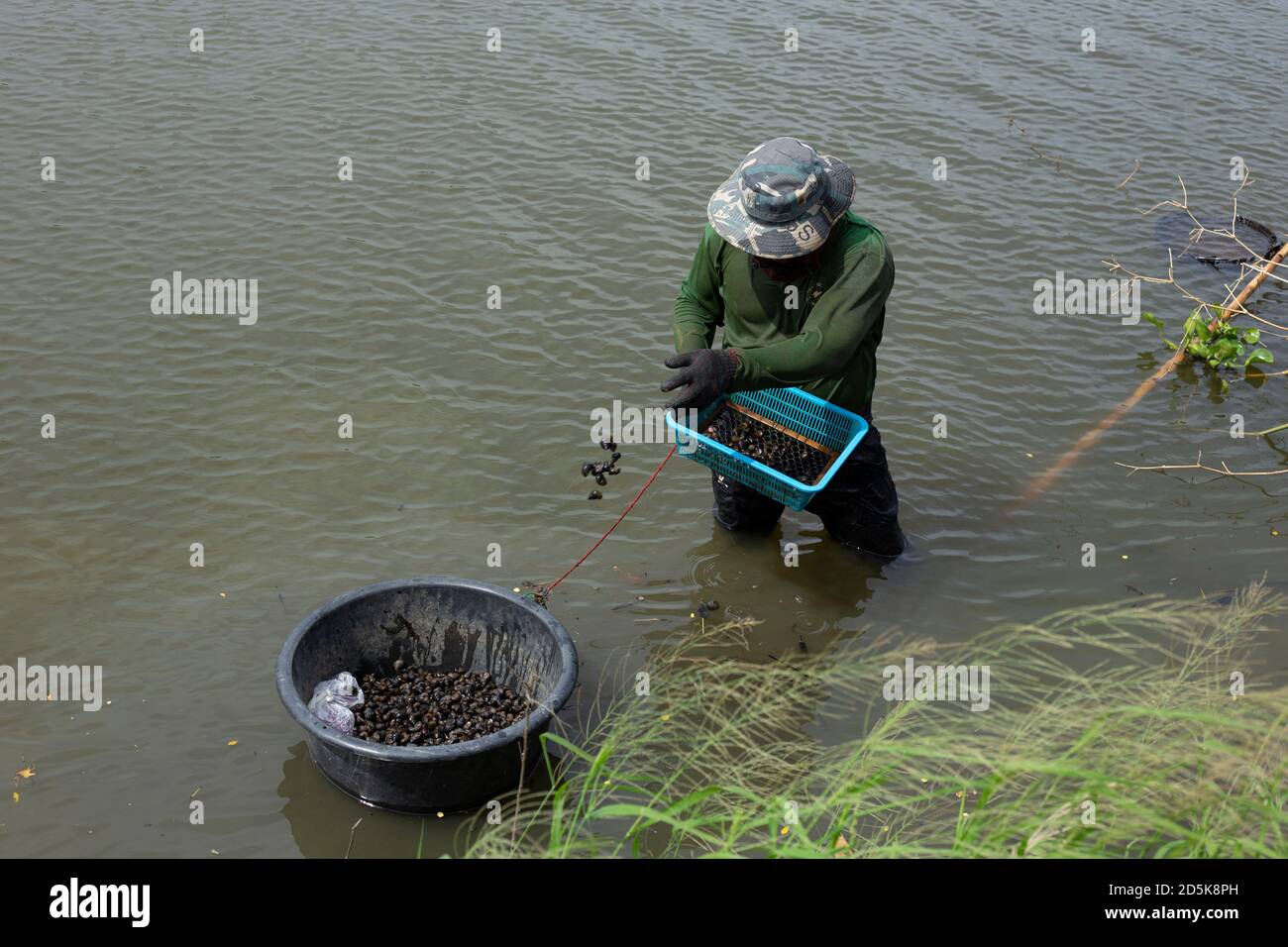 Buri fish hi-res stock photography and images - Alamy