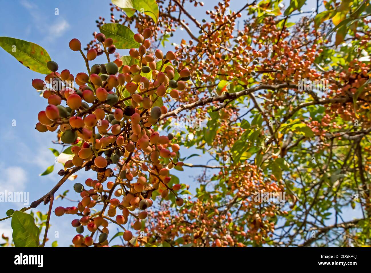 Terebinth tree hi-res stock photography and images - Alamy
