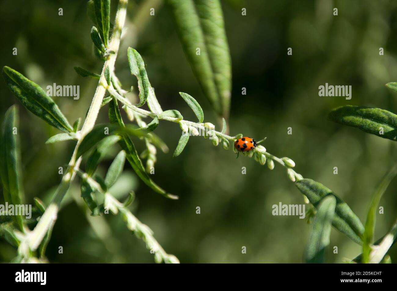 Sydney Australia, ladybug in plant stem in the autumn sunshine with ...