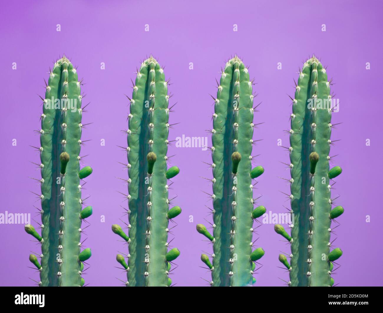 Three cactus on purple background Stock Photo - Alamy