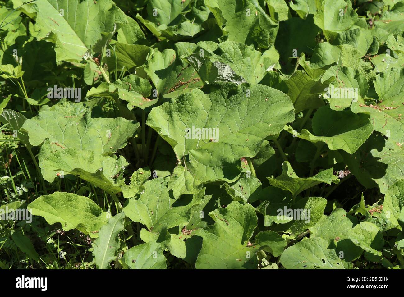 Large broad leaves hi-res stock photography and images - Alamy