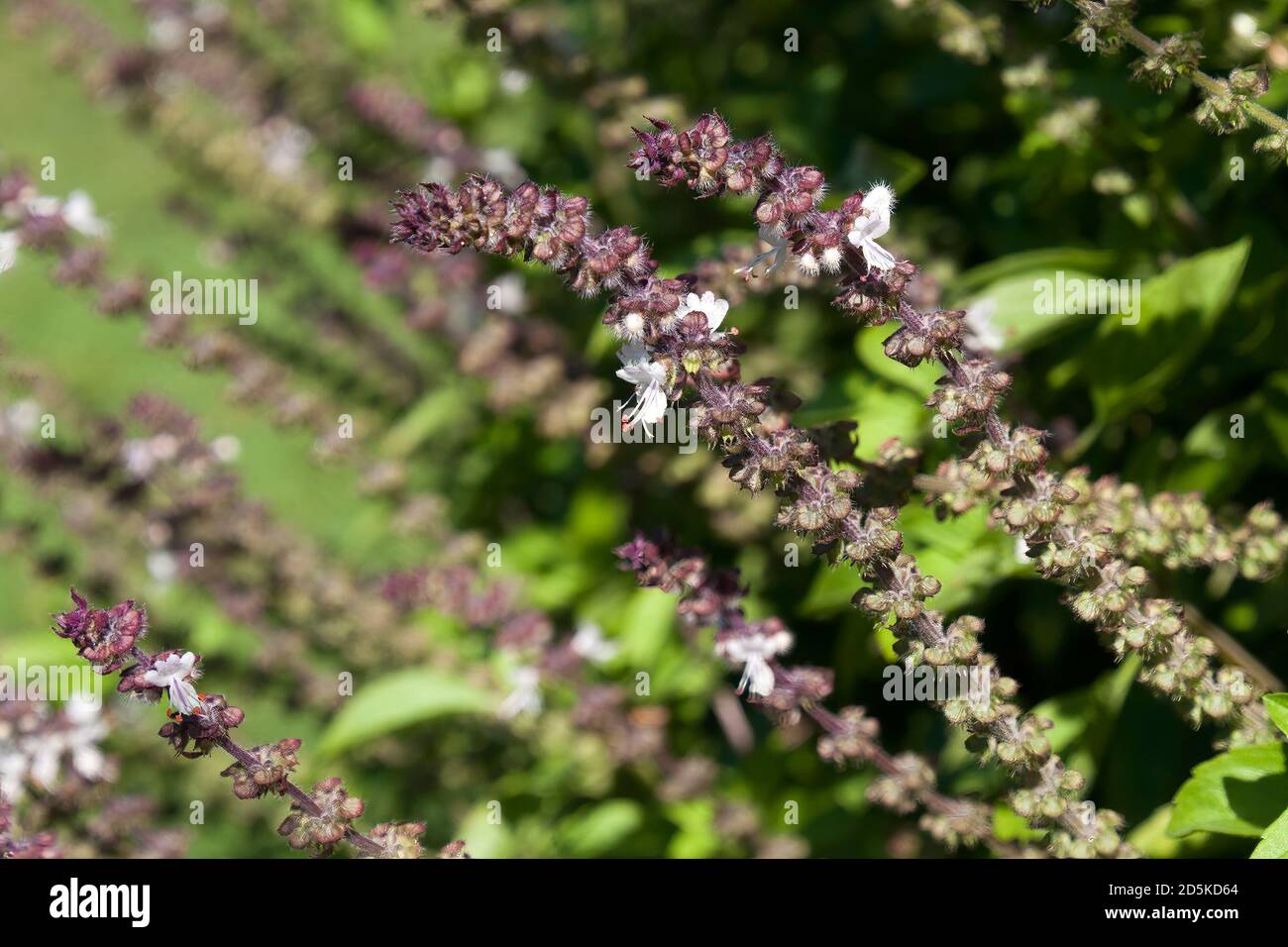 Sydney Australia, flower stems of a sweet basil plant Stock Photo - Alamy