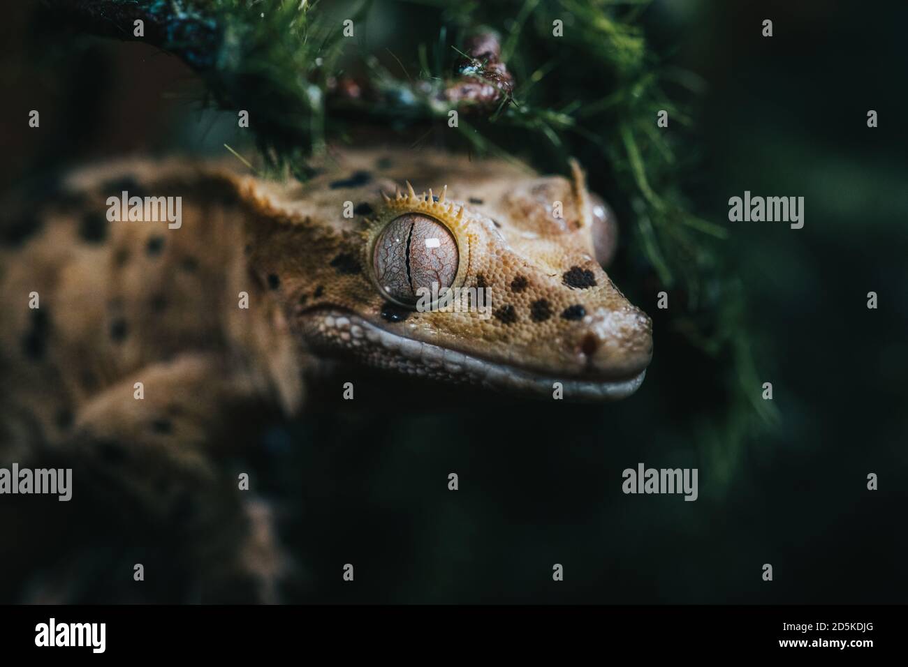 Leopard gecko feet hi-res stock photography and images - Alamy