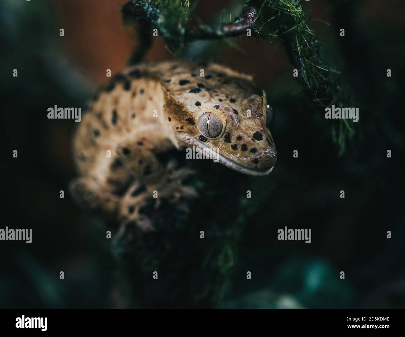 Gheko hi-res stock photography and images - Alamy