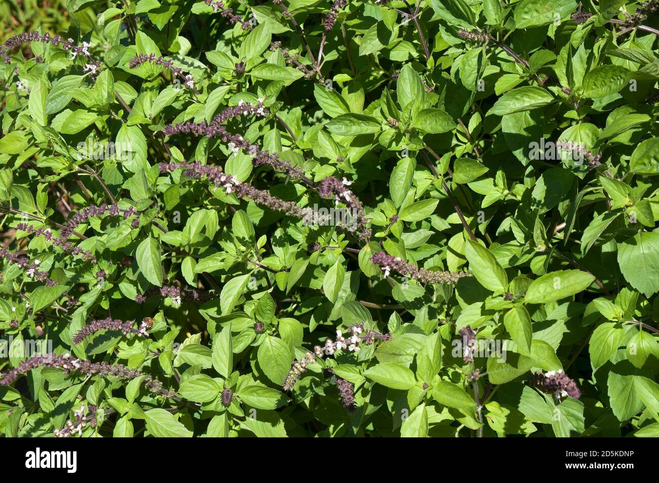 Basil sydney hi-res stock photography and images - Alamy