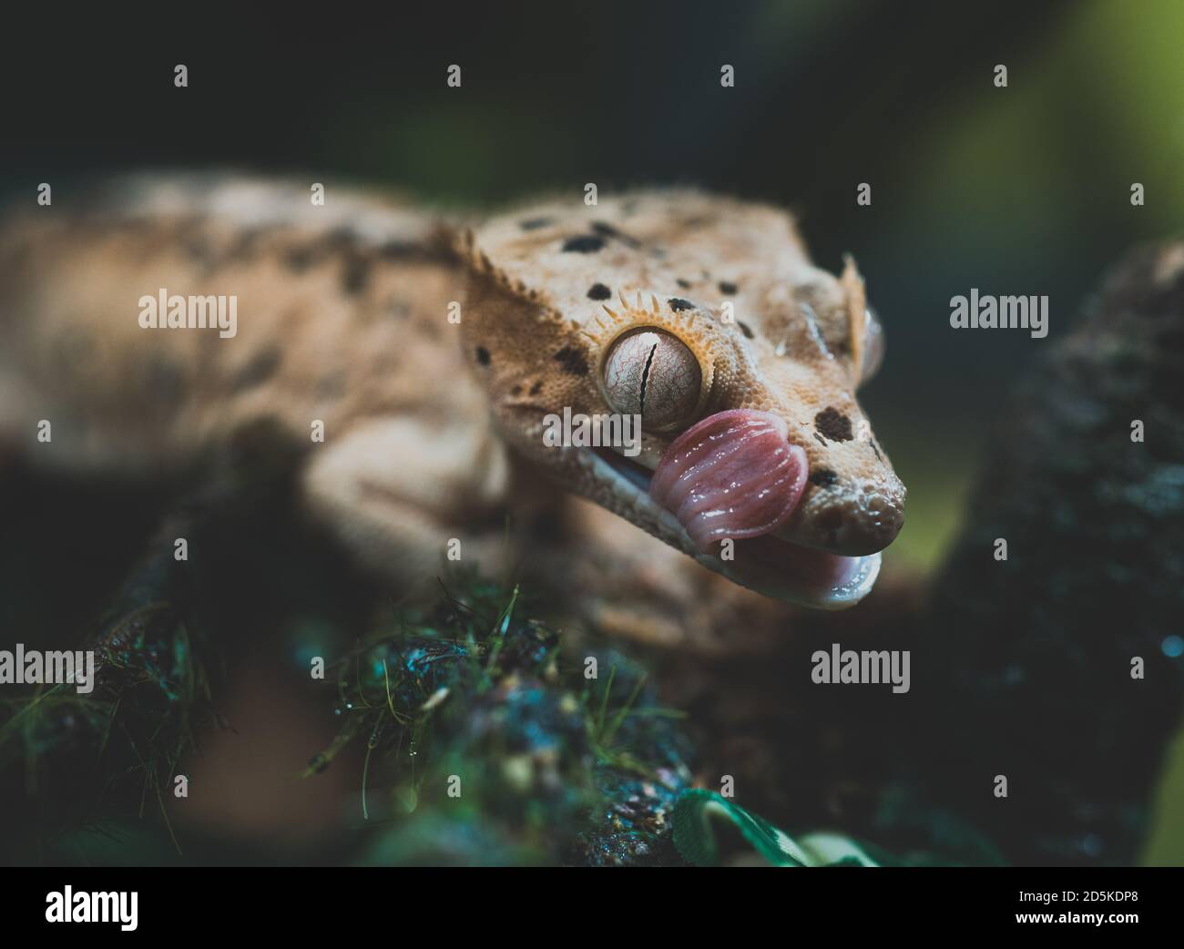 Leopard gecko feet hi-res stock photography and images - Alamy