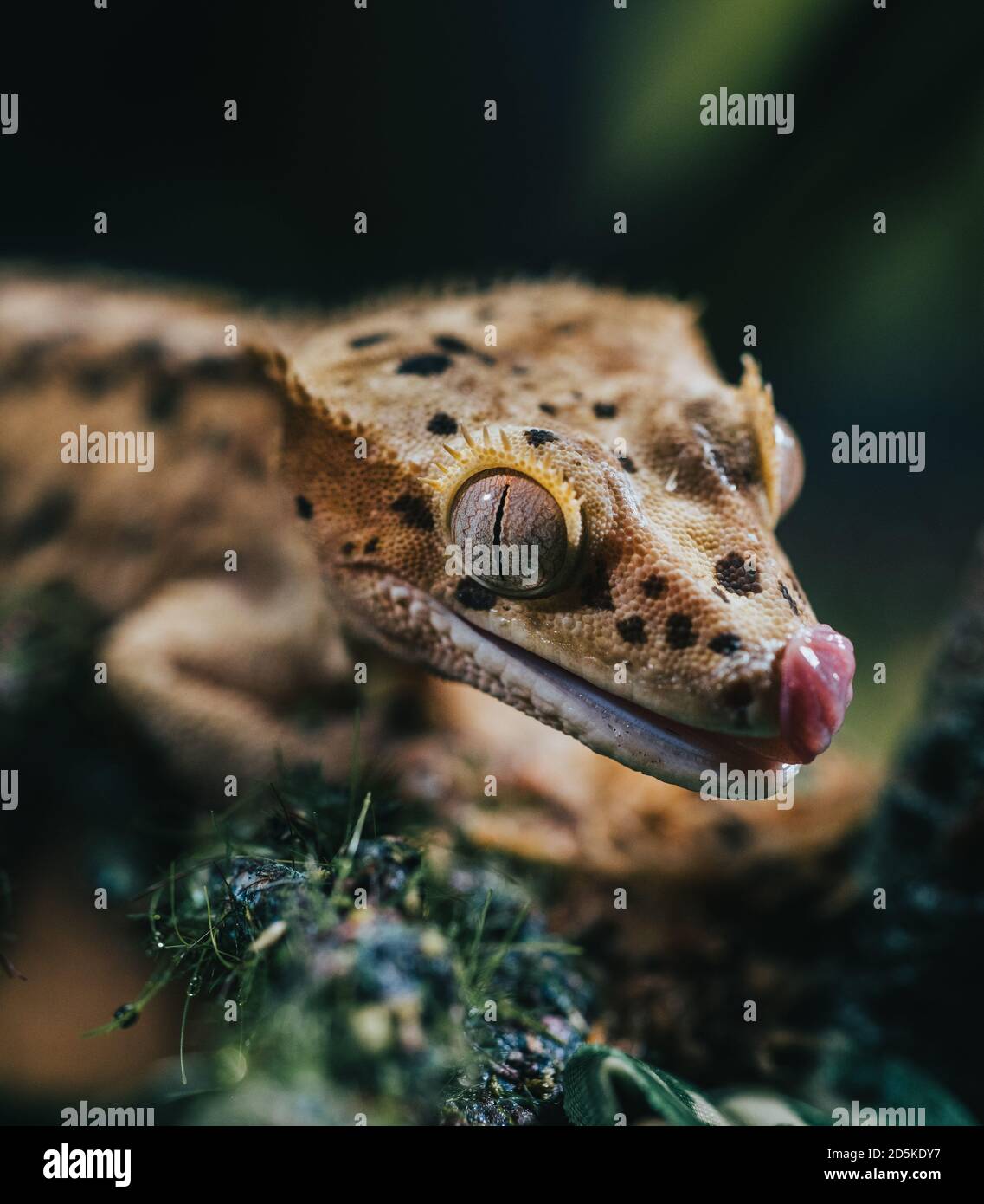 Leopard gecko feet hi-res stock photography and images - Alamy