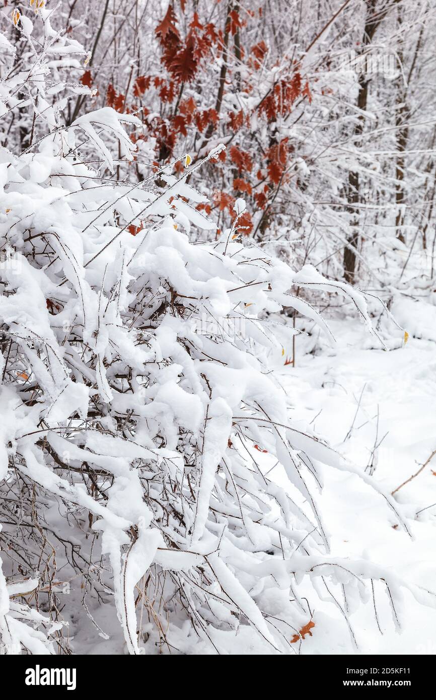 Winter trees under the snow. Forest landscape Stock Photo - Alamy