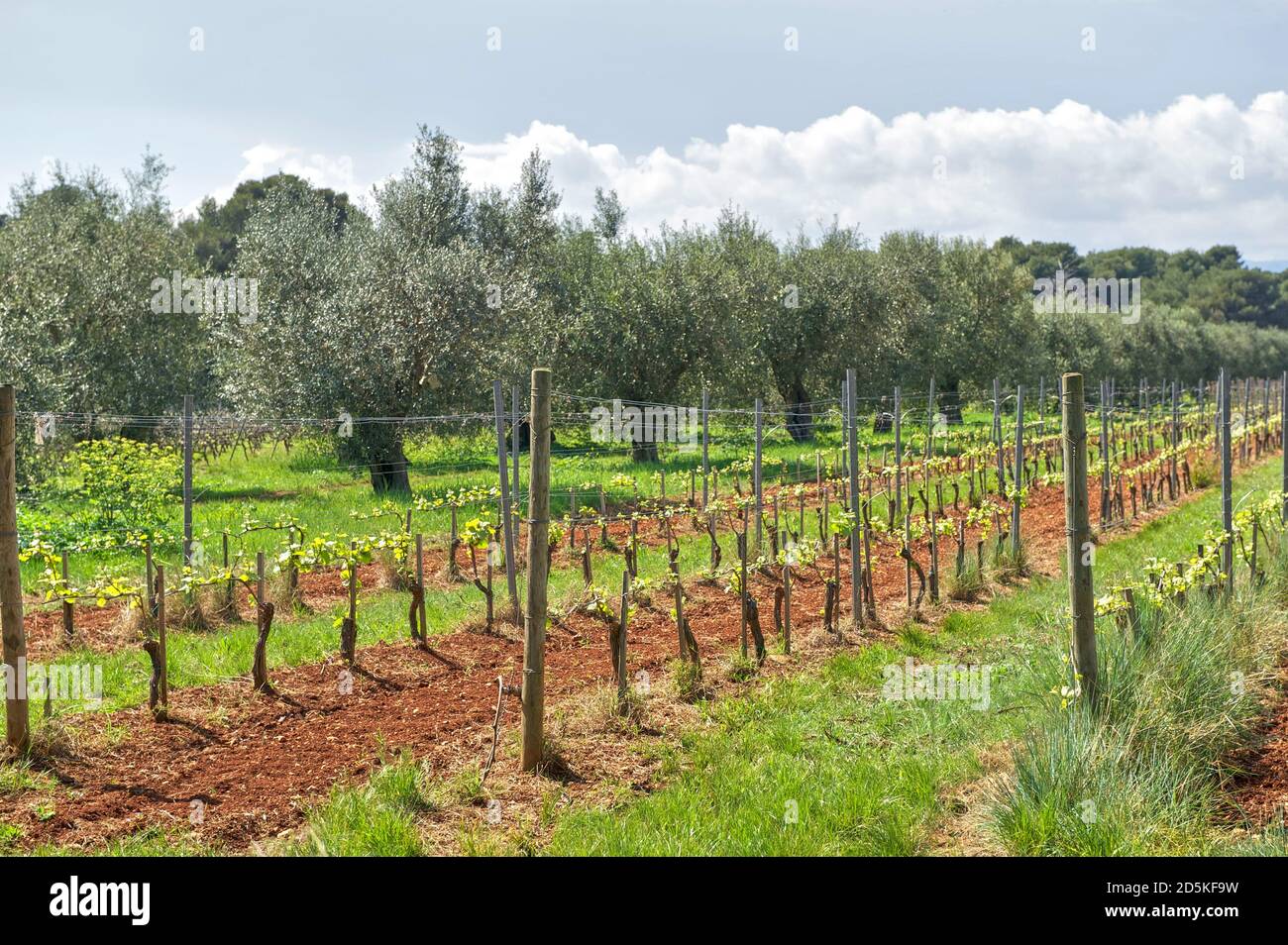 Vines and olive trees on "Ile Saint-Honorat" island, in the Lerins ...