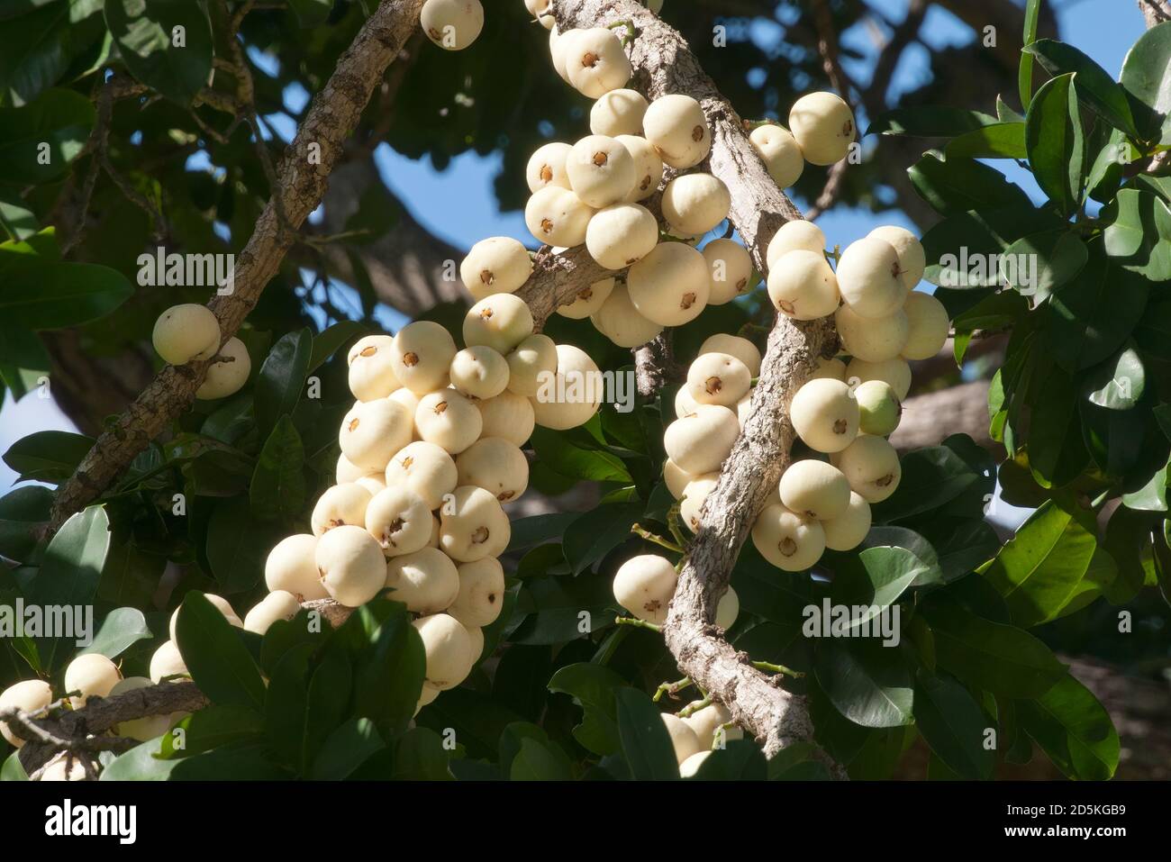 Coolamon tree hi-res stock photography and images - Alamy