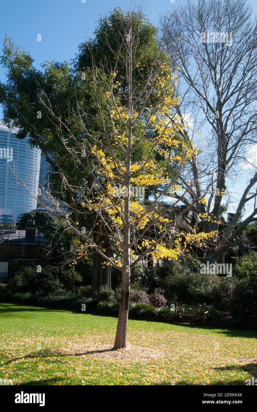 Ginkgo biloba autumn autumn golden autumn deciduous leaves hi-res stock ...