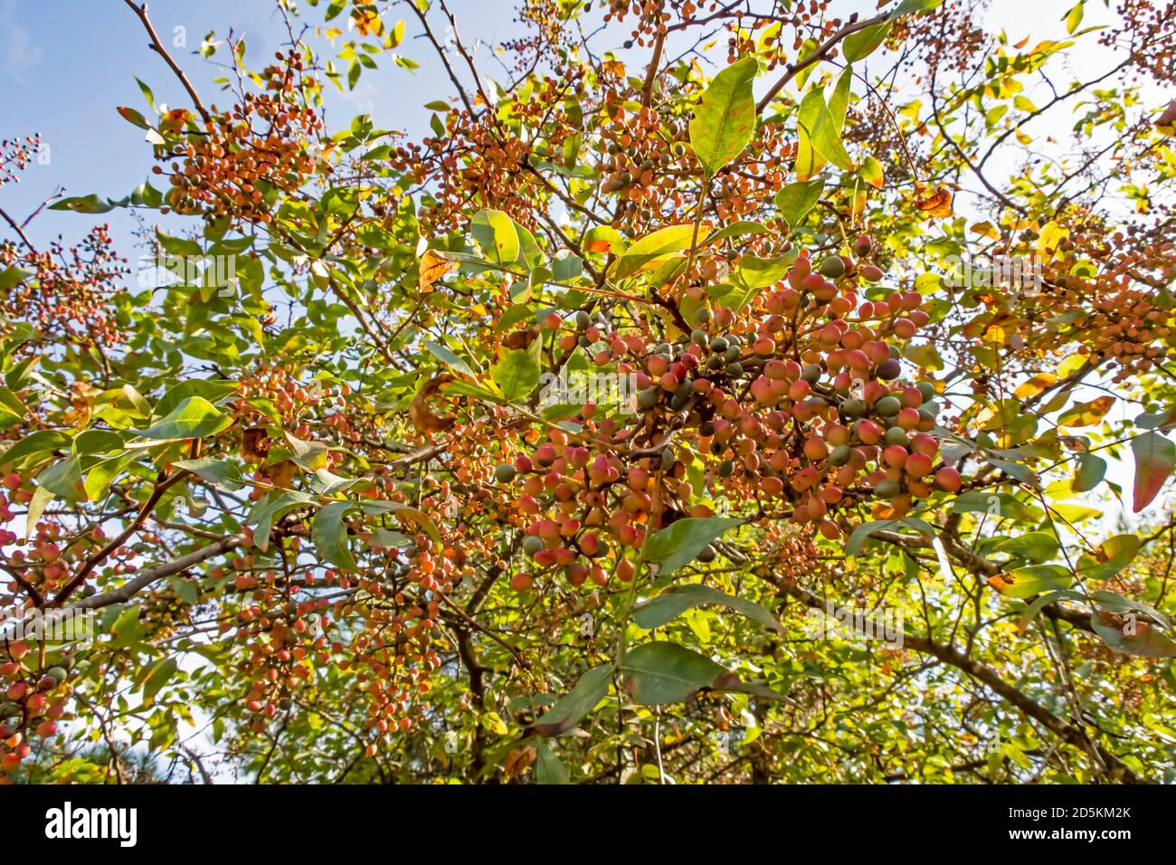 Terebinth Tree High Resolution Stock Photography and Images - Alamy