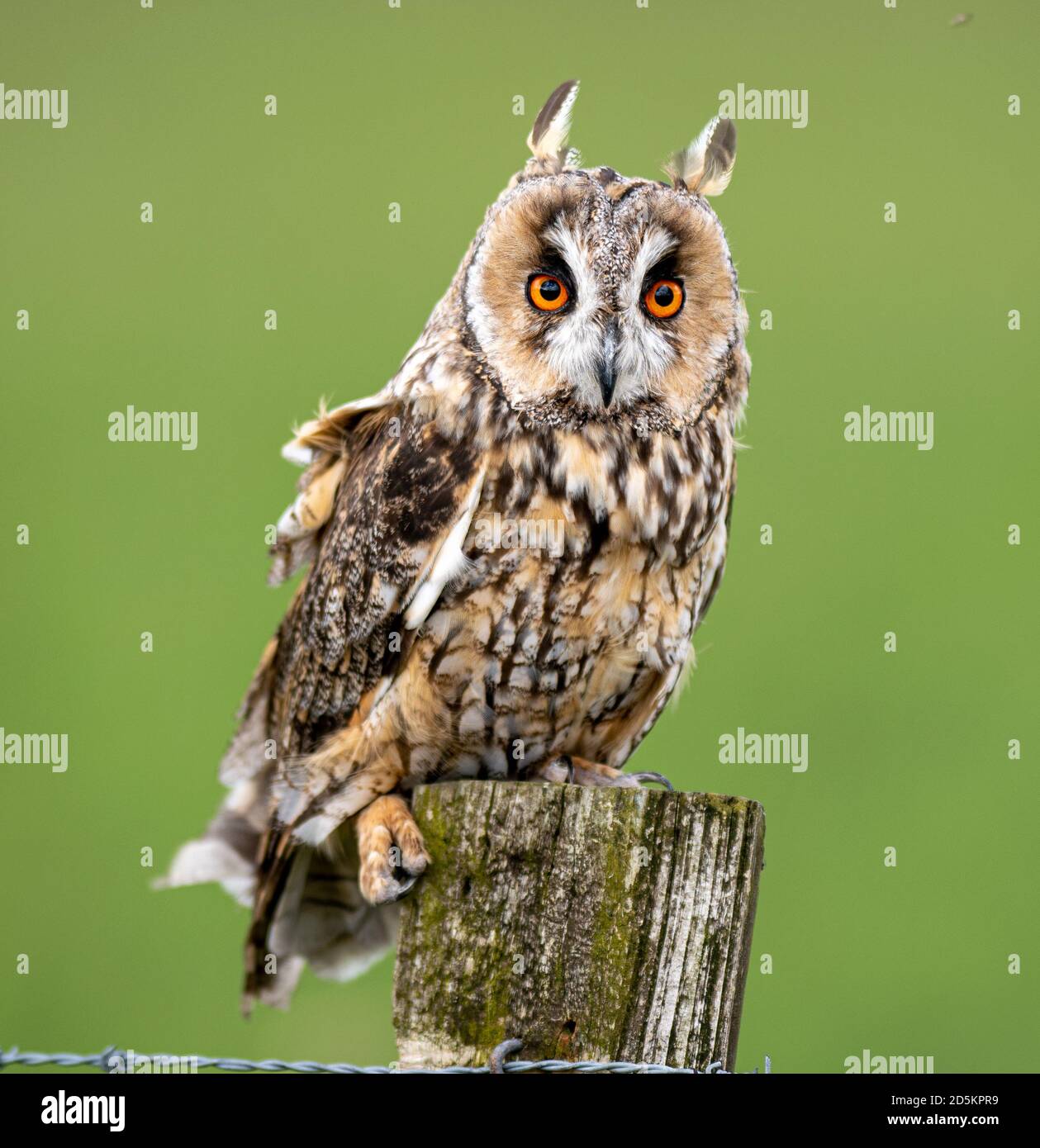 Long Eared Owl Stock Photo - Alamy