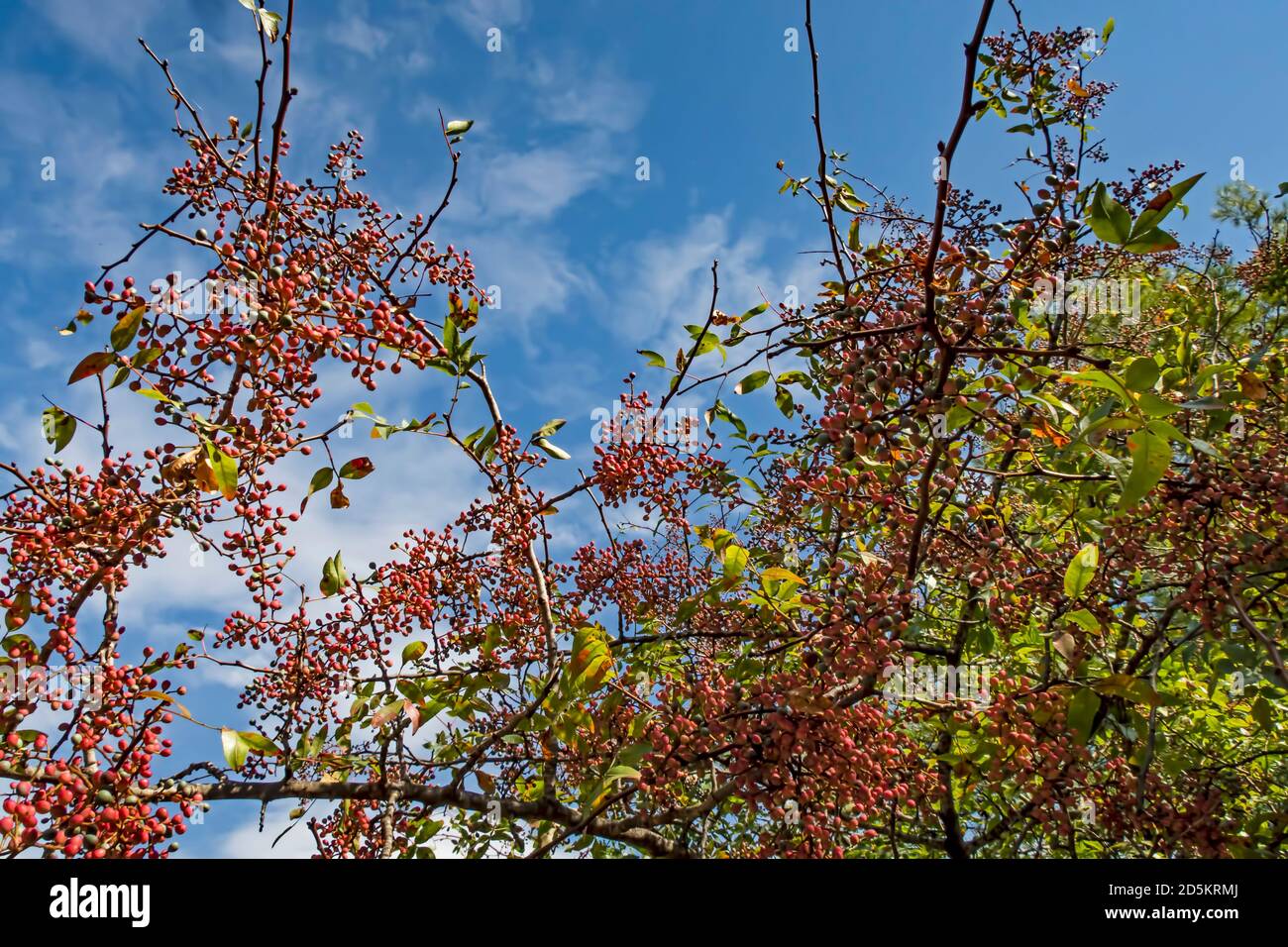 Terebinth Tree High Resolution Stock Photography and Images - Alamy